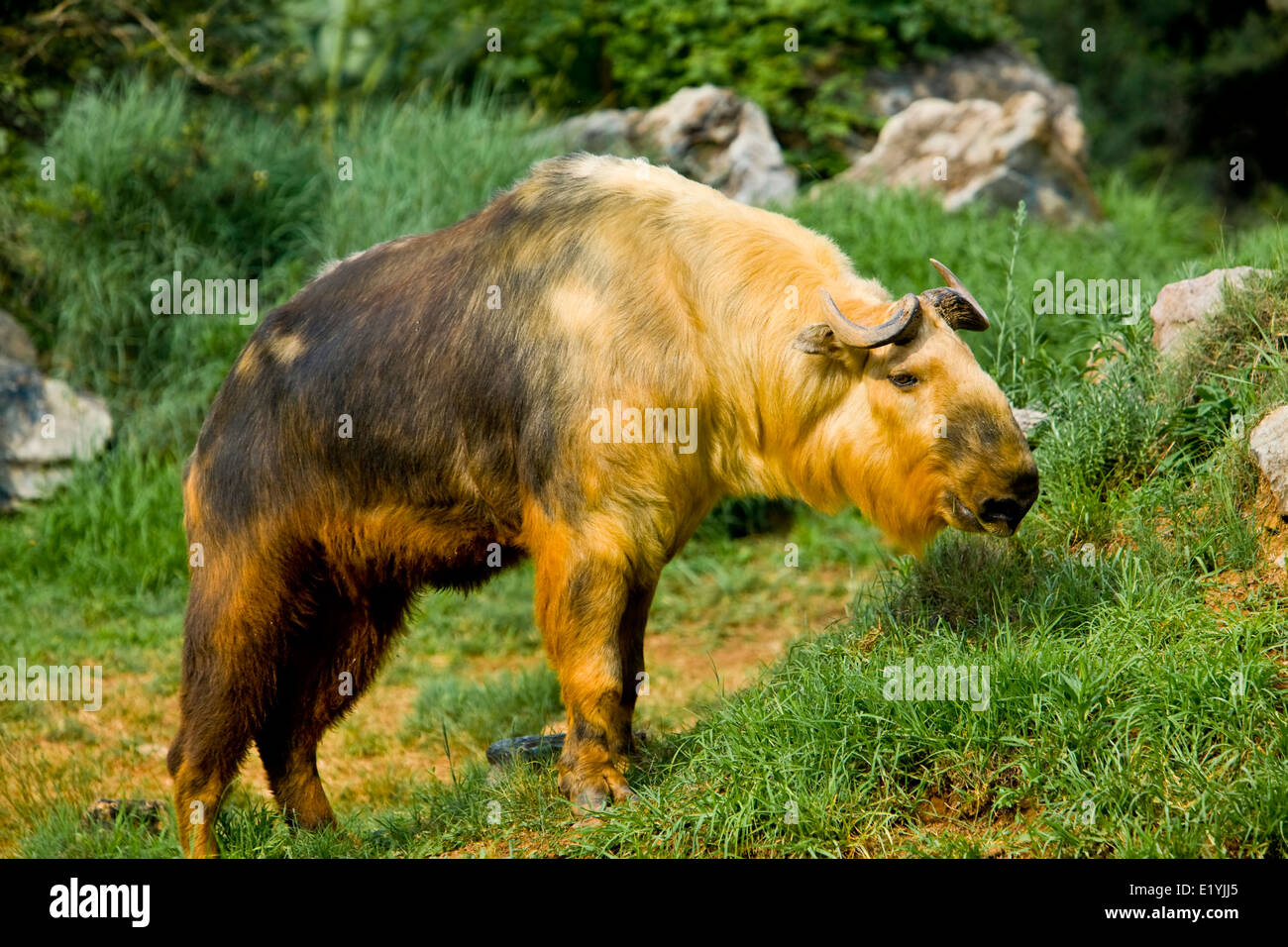 Takin hi-res stock photography and images - Alamy