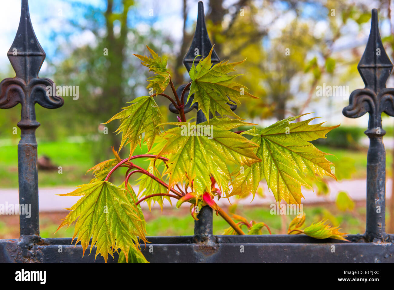new shoot maple spring afternoon on the fence Stock Photo - Alamy