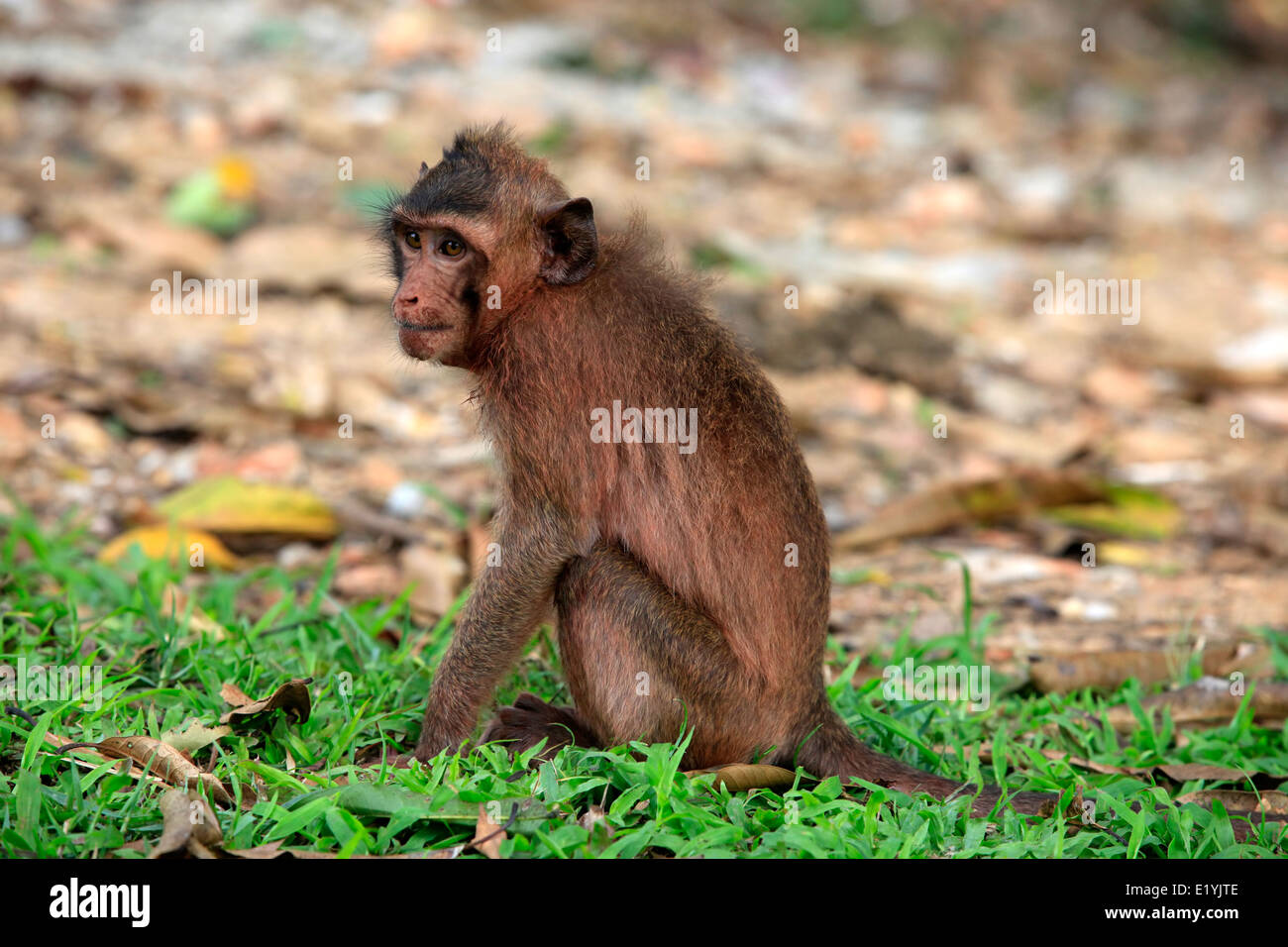 Monkey on green background. Cambodia Stock Photo - Alamy