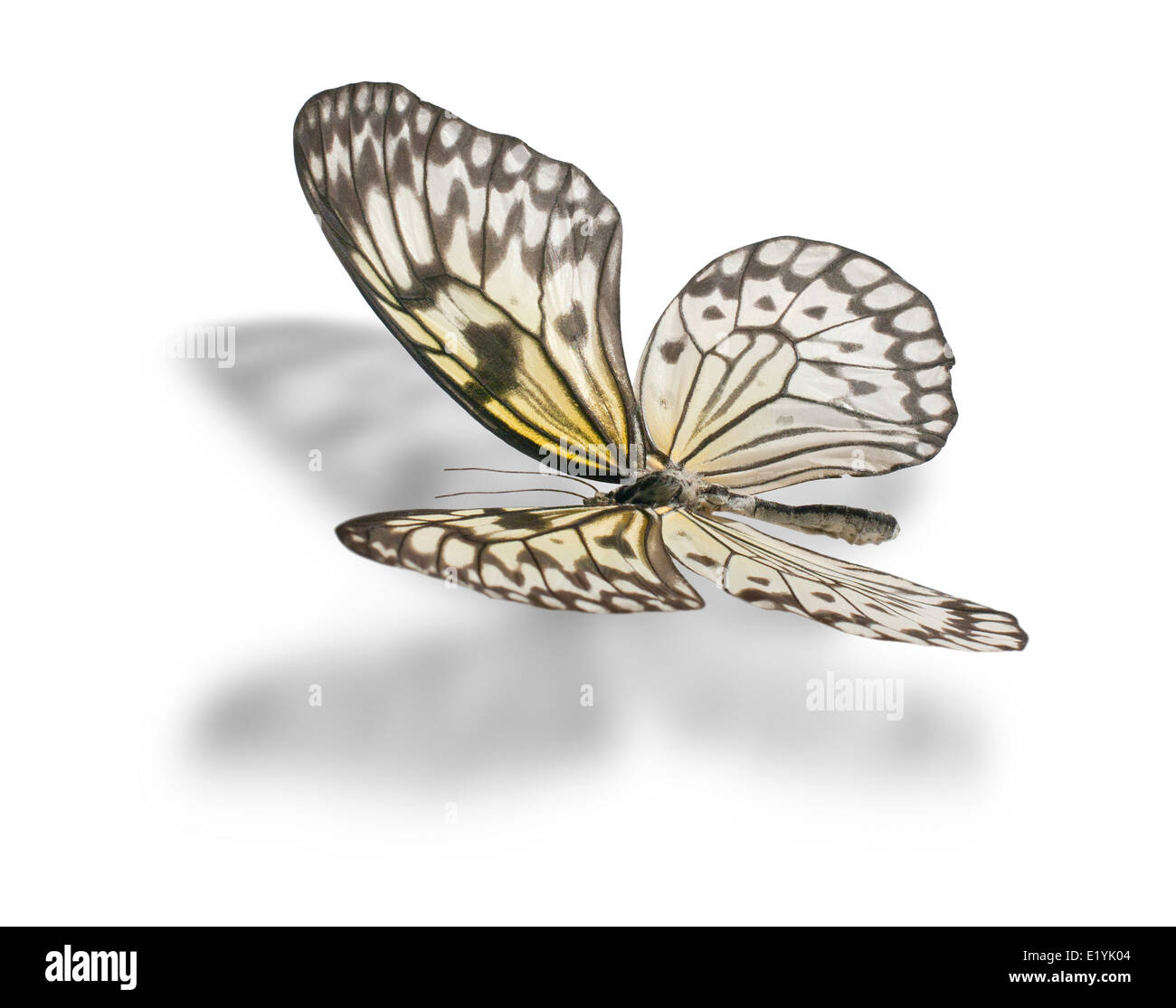 Butterfly isolated on white Stock Photo - Alamy