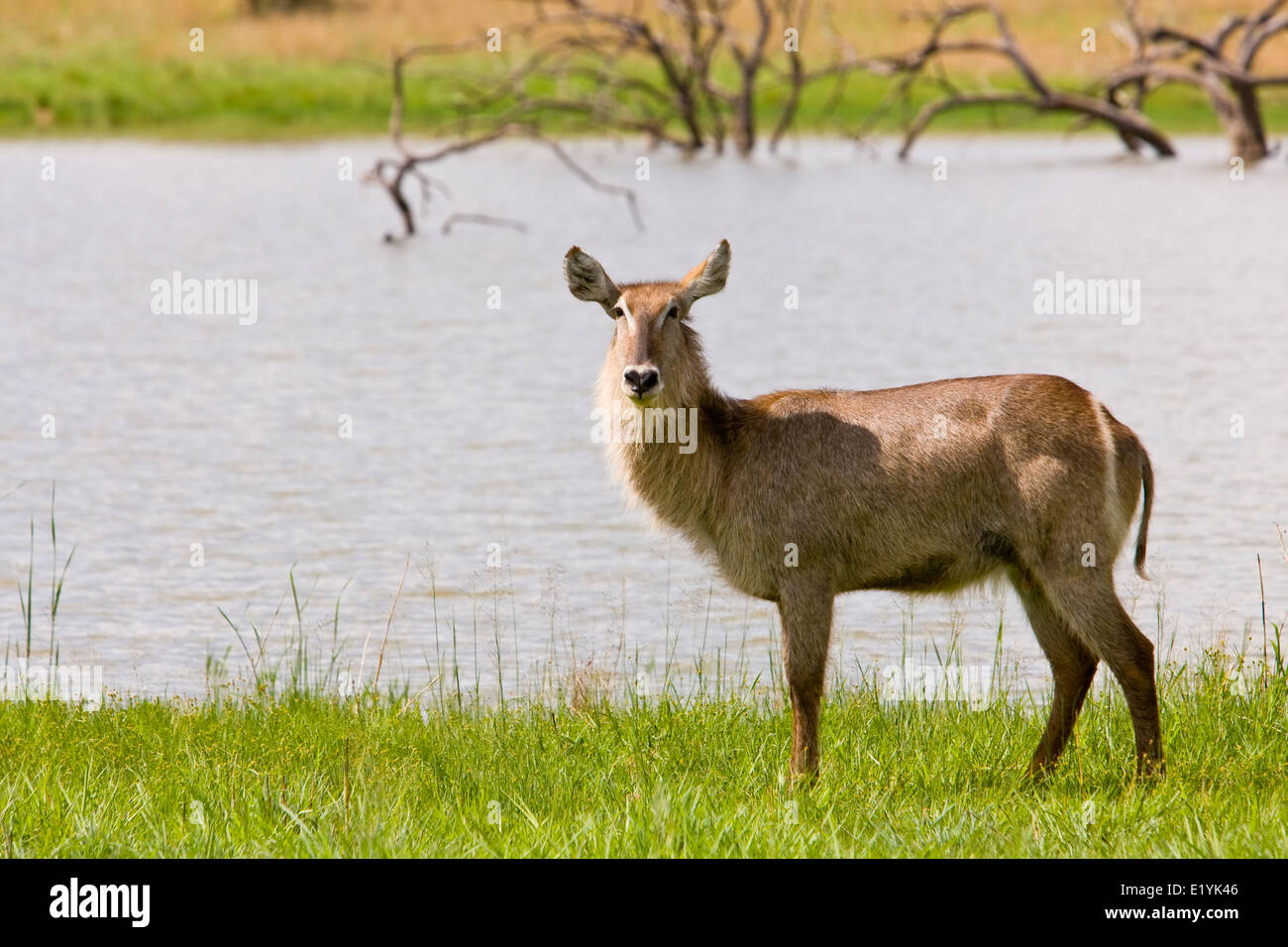 Waterbuck (Kobus ellipsiprymnus Stock Photo - Alamy