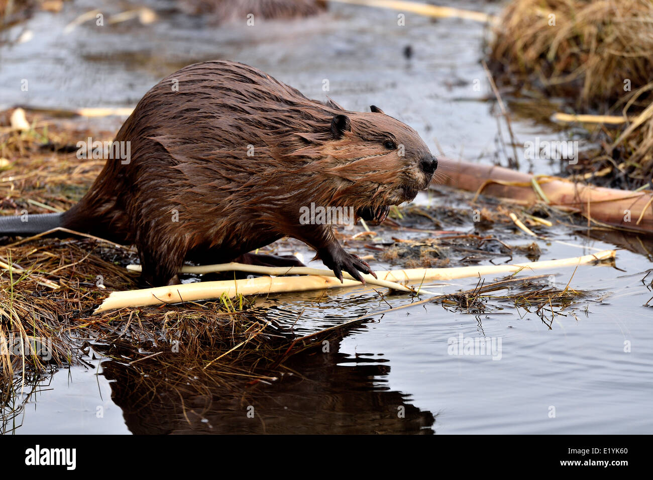 A beaver 'Castor canadenis', stepping over a peeled tree branch Stock ...
