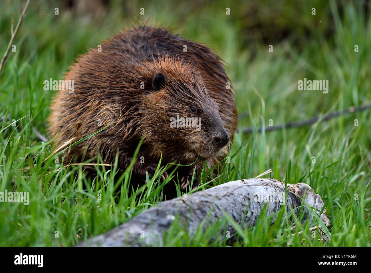 An adult beaver feeding on the tender blades of green grass of ...