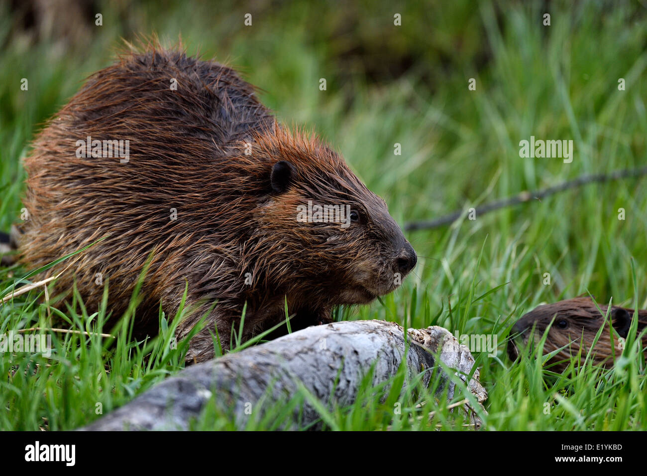 Beaver feeding animal hi-res stock photography and images - Alamy