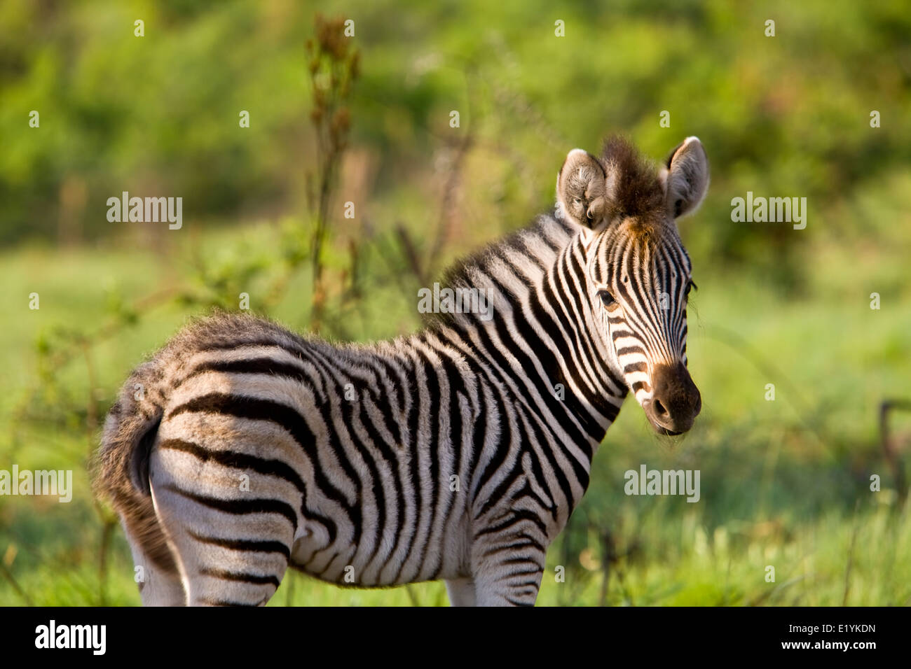 Burchell's zebra (Equus quagga burchellii Stock Photo - Alamy