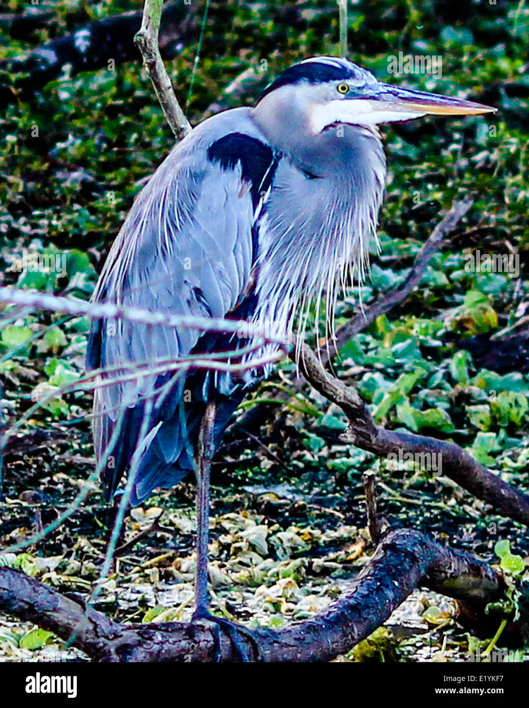 The Mighty Blue Herring Stock Photo - Alamy