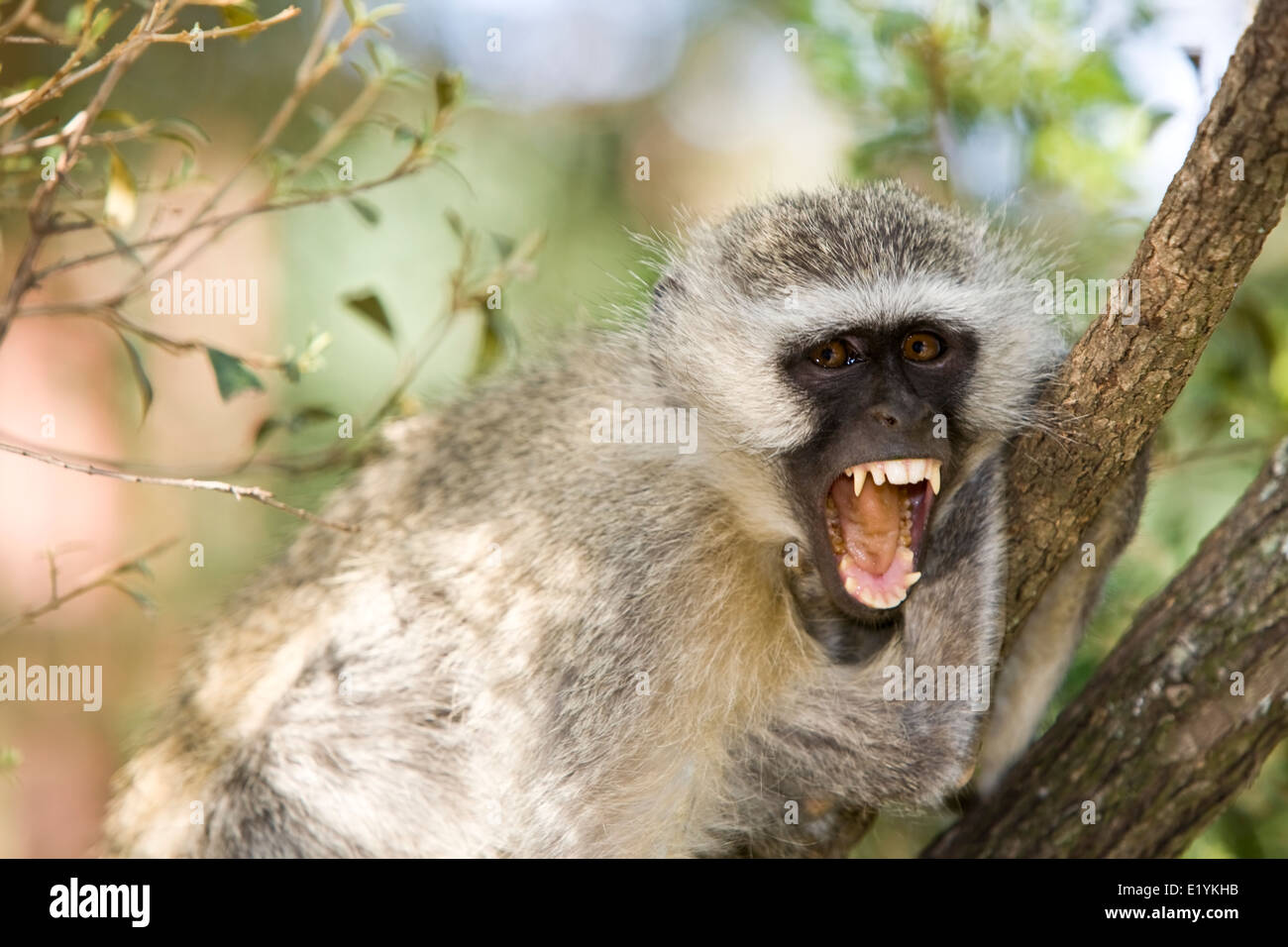 Vervet monkey hi-res stock photography and images - Alamy