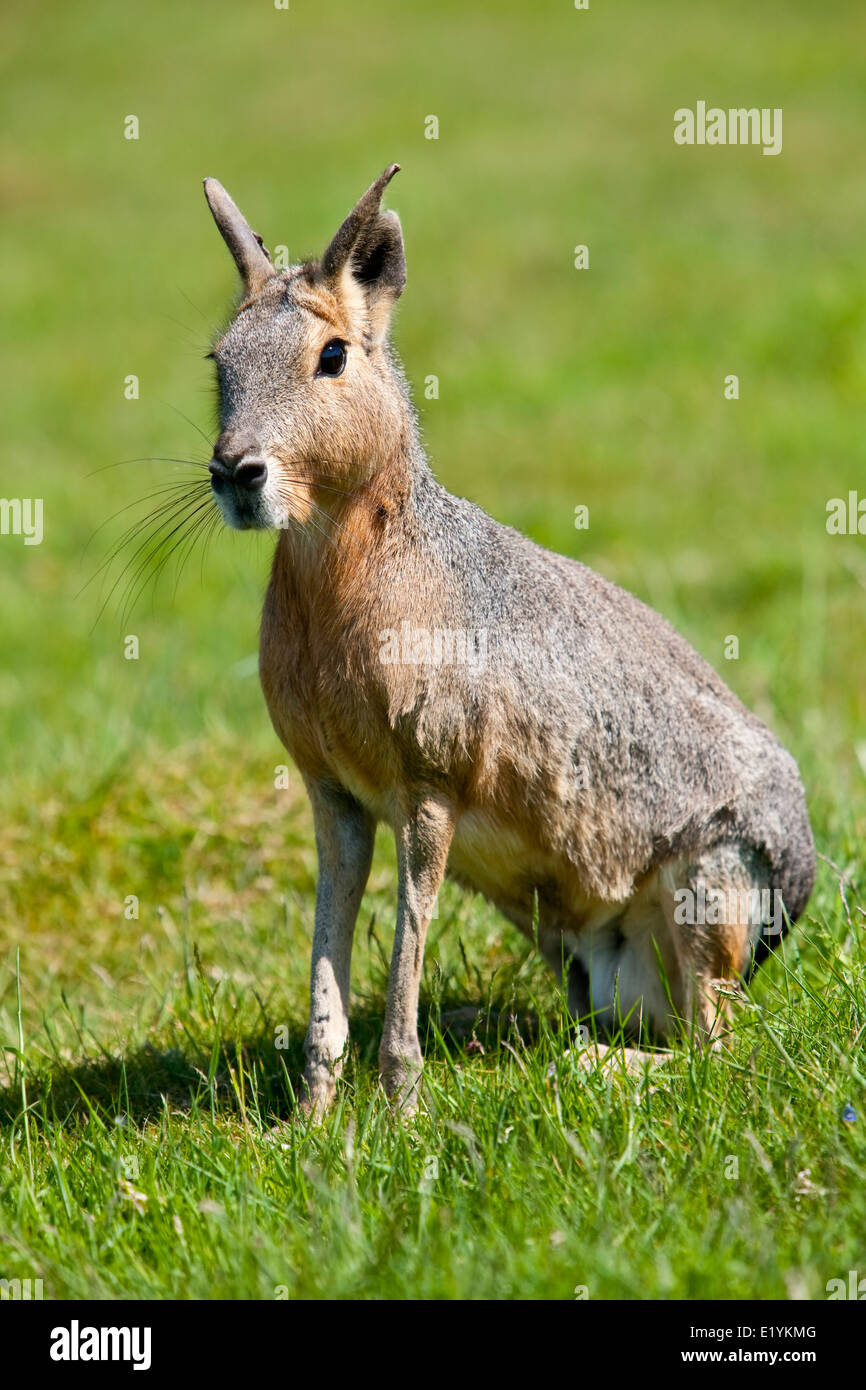 Patagonian mara ( Dolichotis patagonum Stock Photo - Alamy
