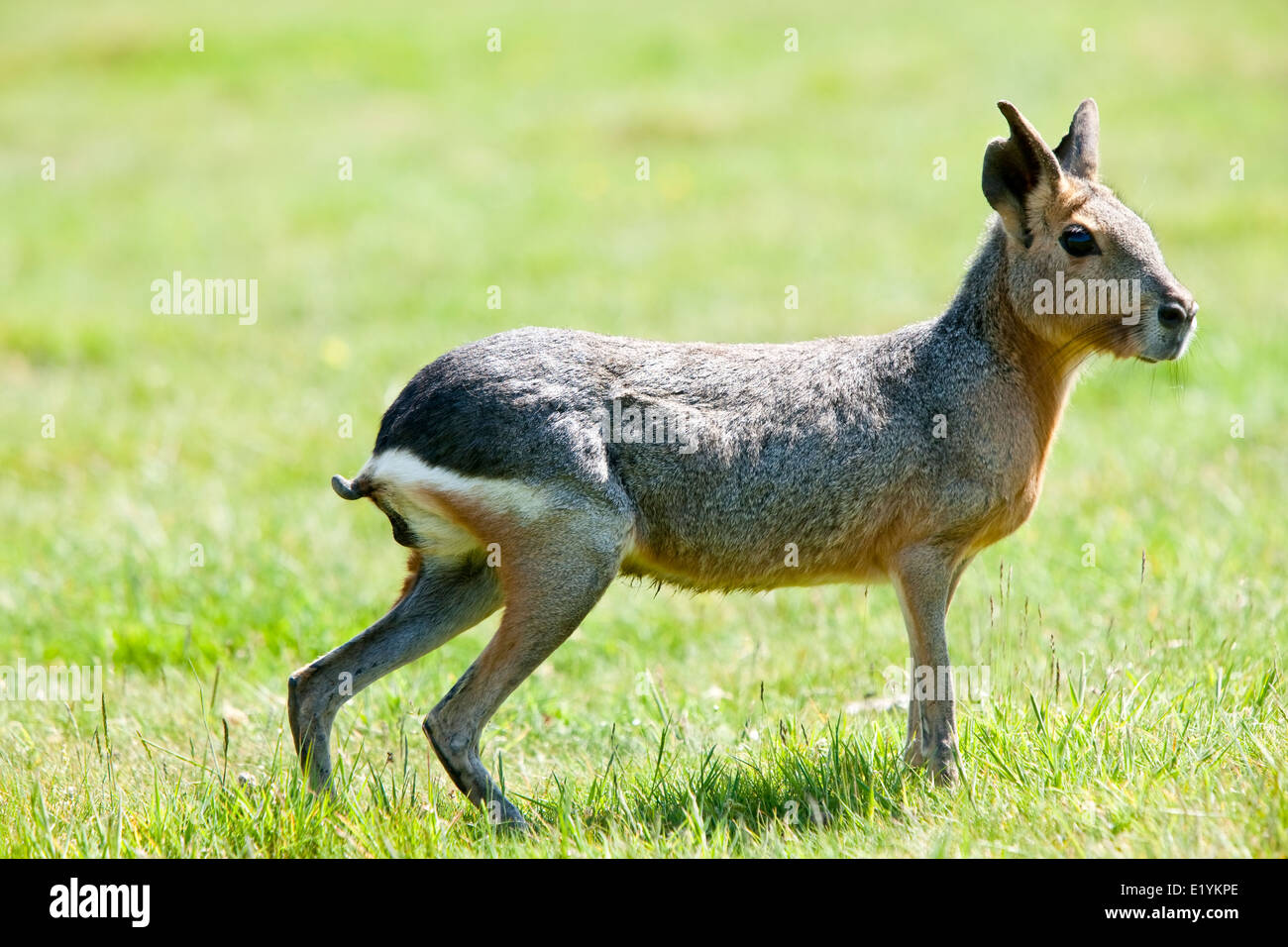 Mara patagonia hi-res stock photography and images - Alamy
