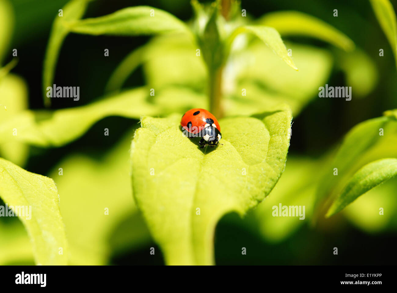 Ladybird close up hi-res stock photography and images - Alamy