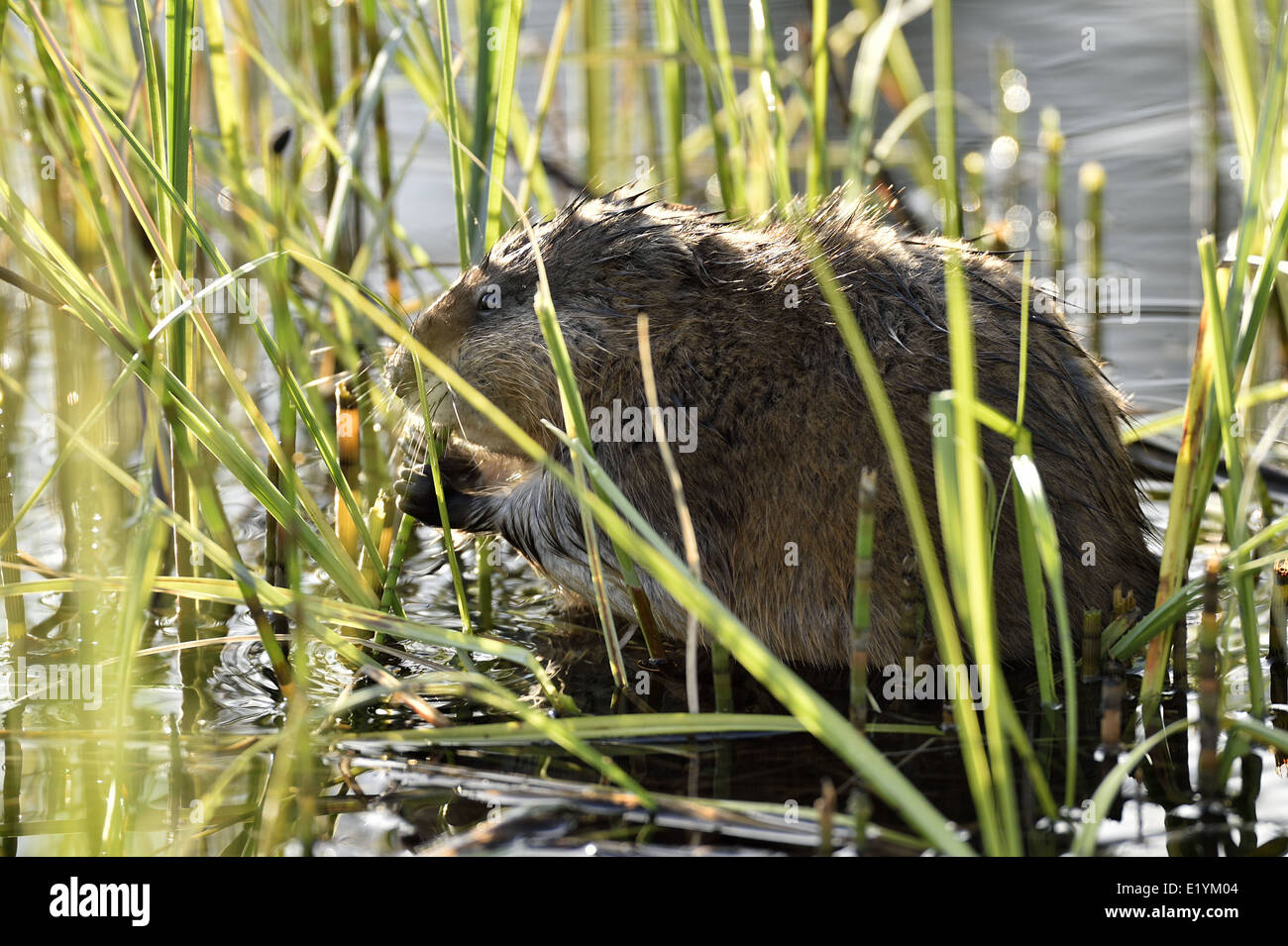 A side view of an adult muskrat feeding on green vegetation that he is ...
