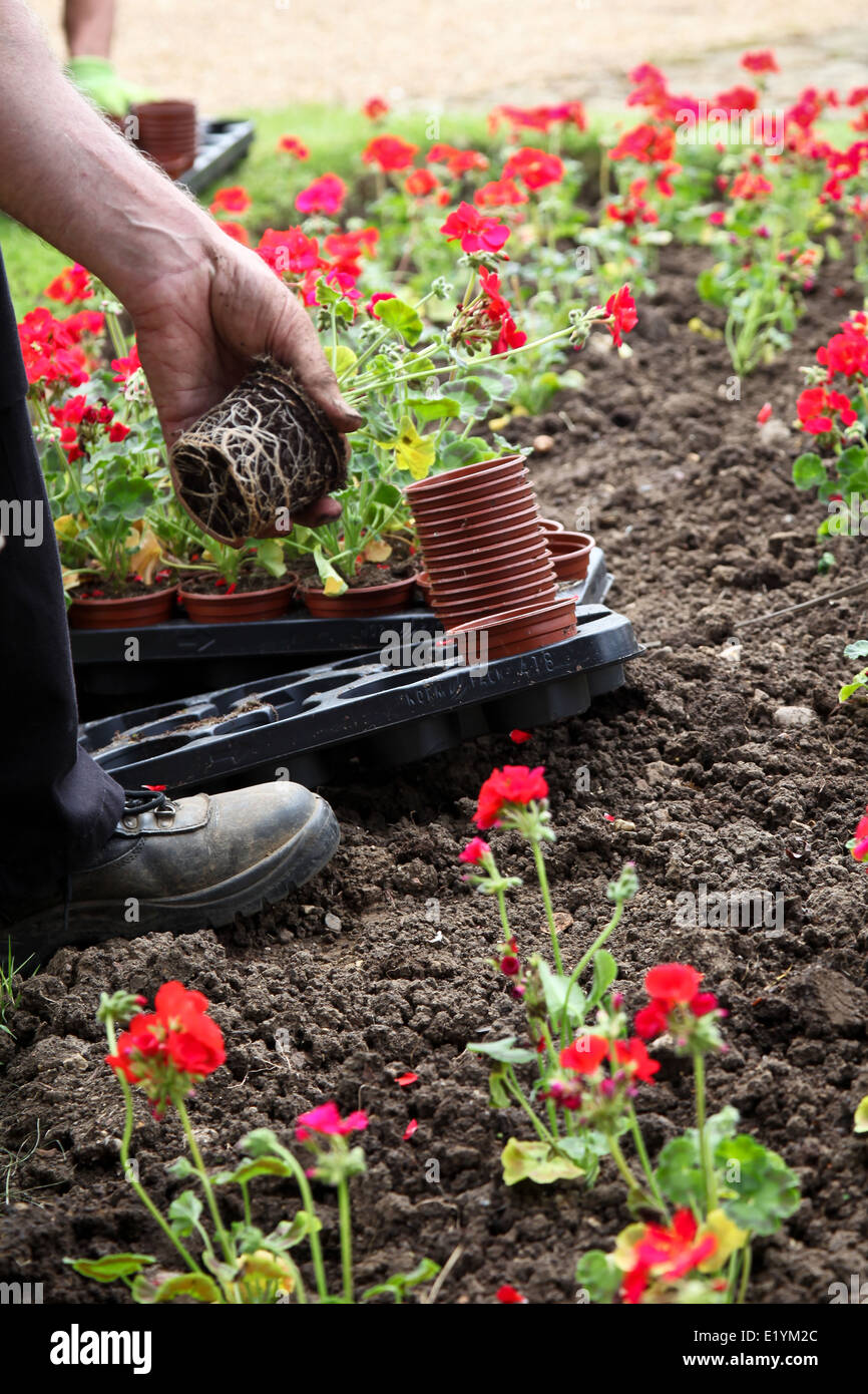 Bedding plant display planting hi-res stock photography and images - Alamy