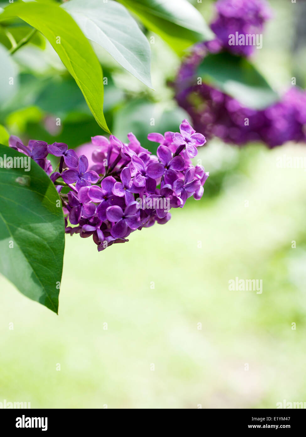 Close up of lilac tree Stock Photo - Alamy