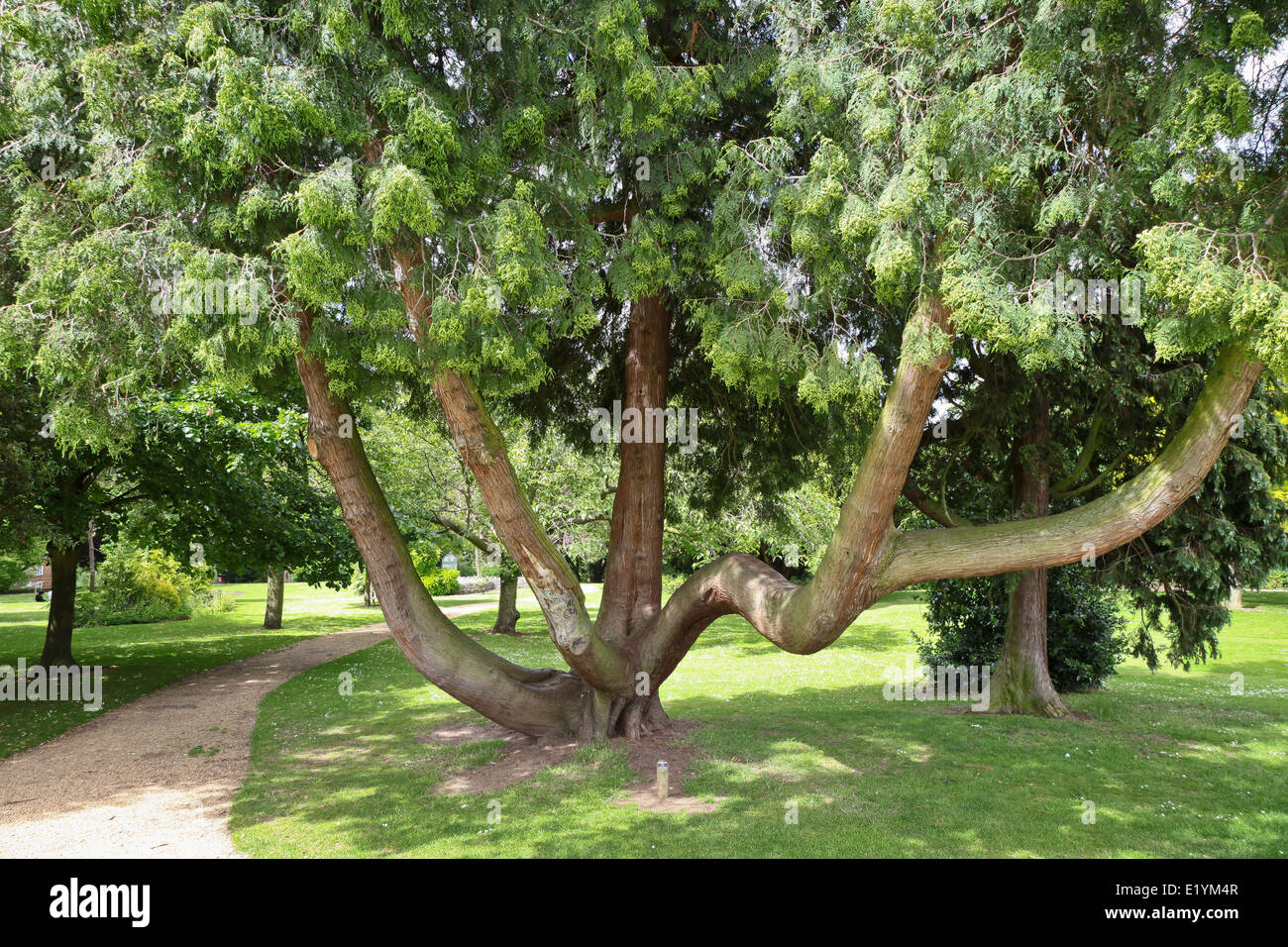 A Western Red Cedar tree growing in an arboretum setting Stock Photo ...
