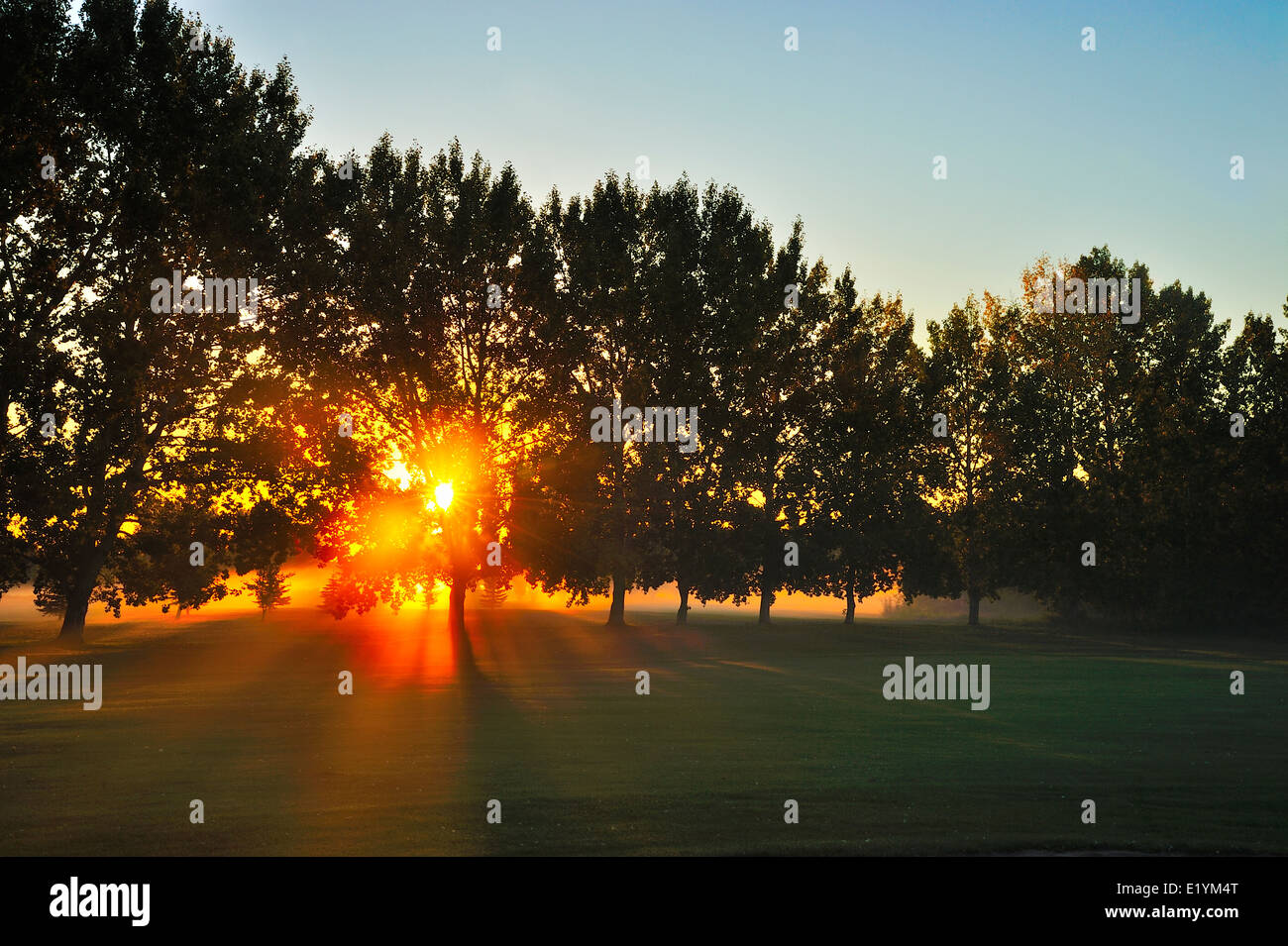 An early morning sunrise seen through deciduous trees Stock Photo - Alamy