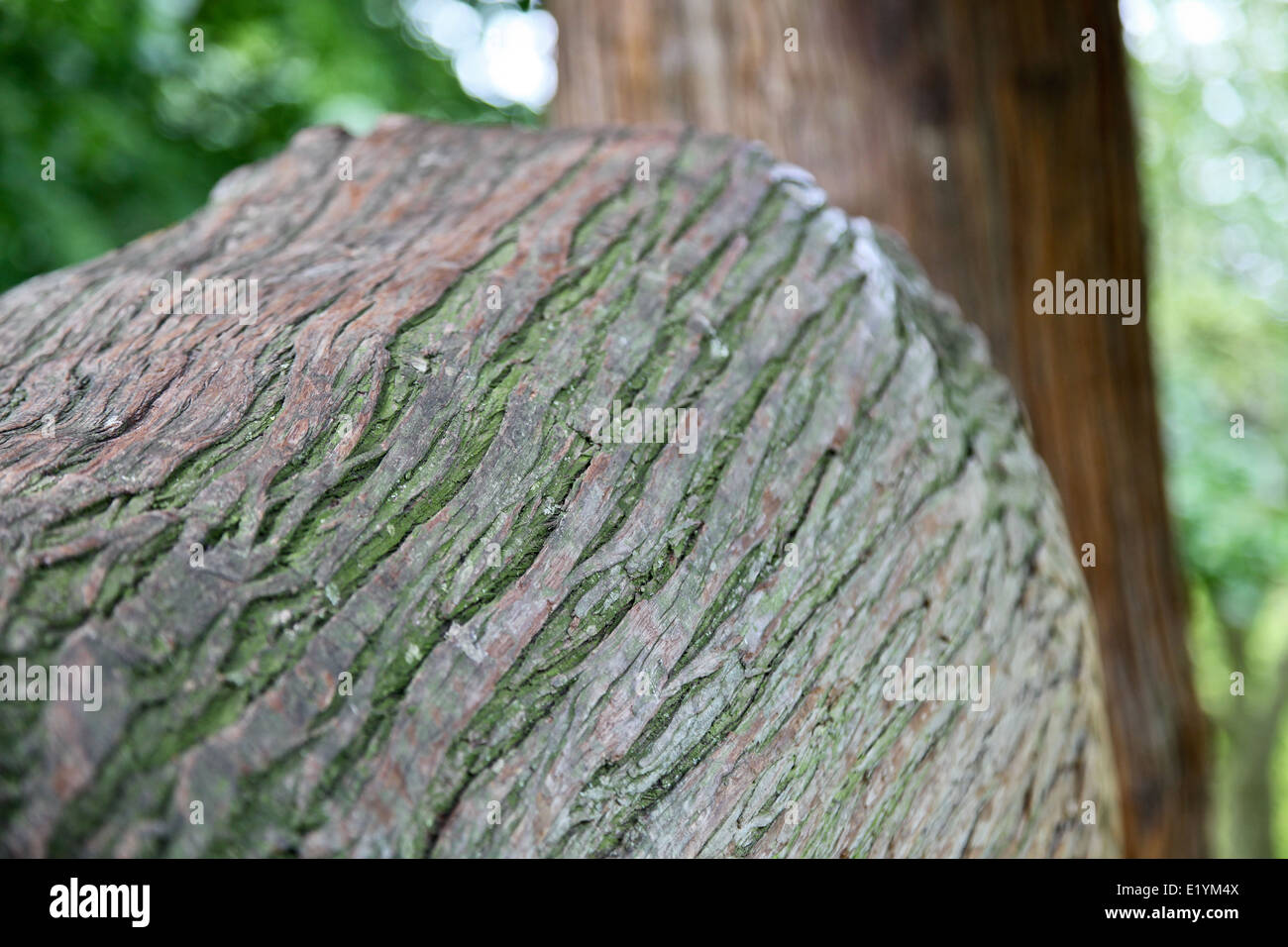 A Western Red Cedar tree growing in an arboretum setting Stock Photo ...