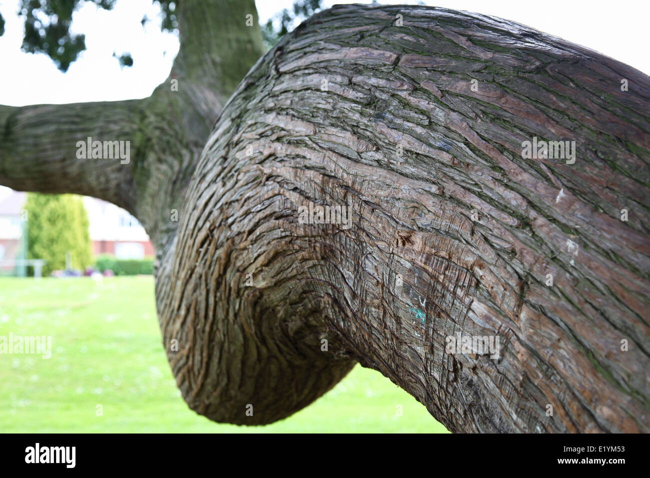 A Western Red Cedar tree growing in an arboretum setting Stock Photo ...
