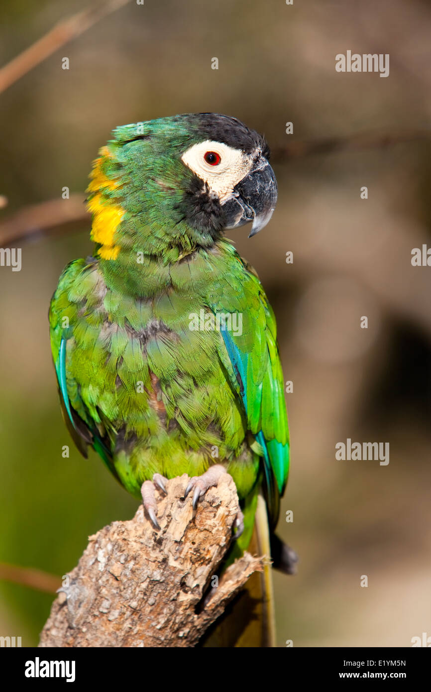 Golden-collared Macaw or Yellow-collared Macaw (Primolius auricollis ...