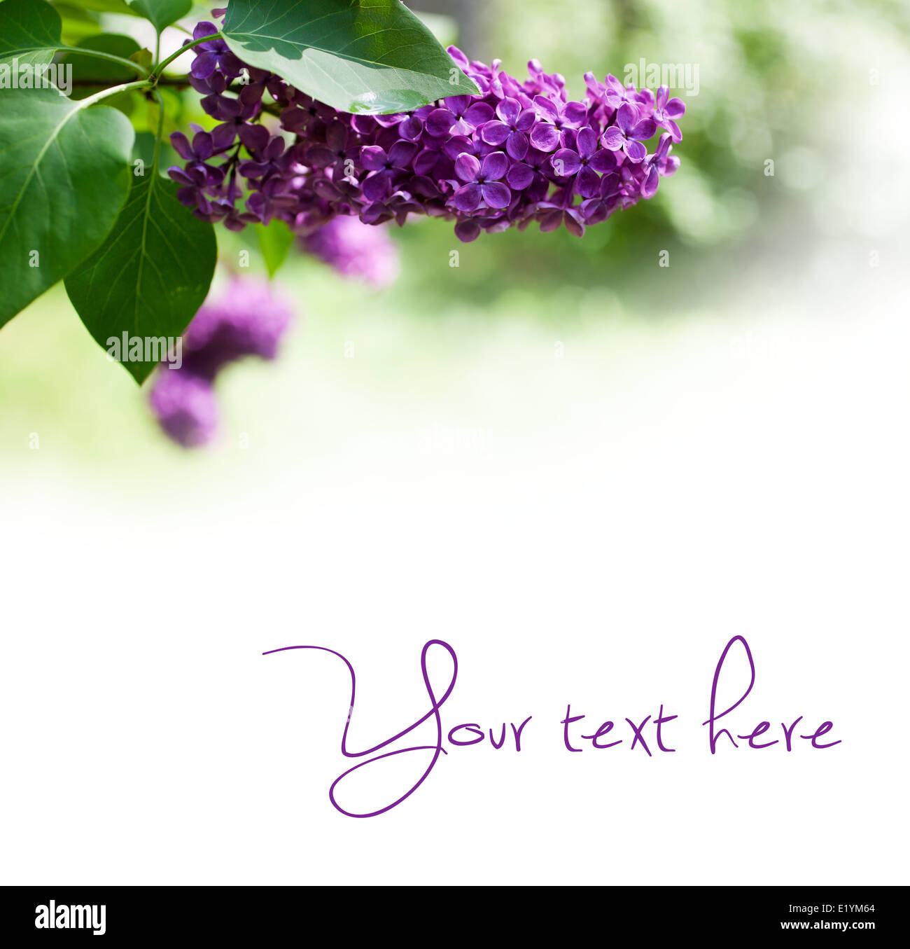 Close up of lilac tree Stock Photo - Alamy