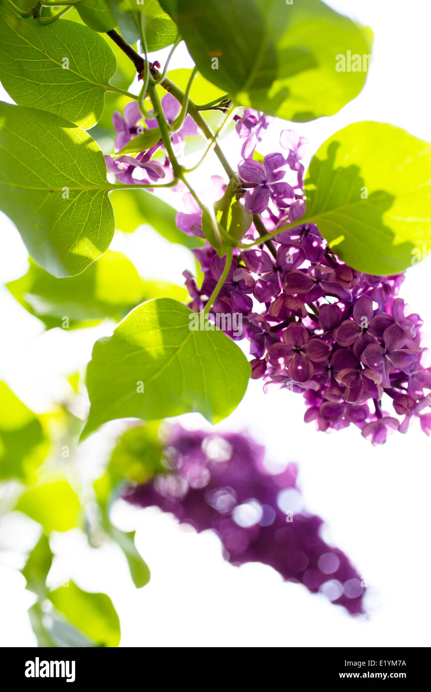 Close up of lilac tree Stock Photo - Alamy