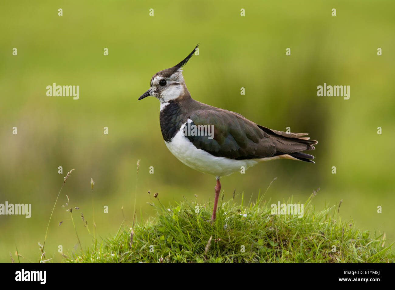 Lapwing hi-res stock photography and images - Alamy