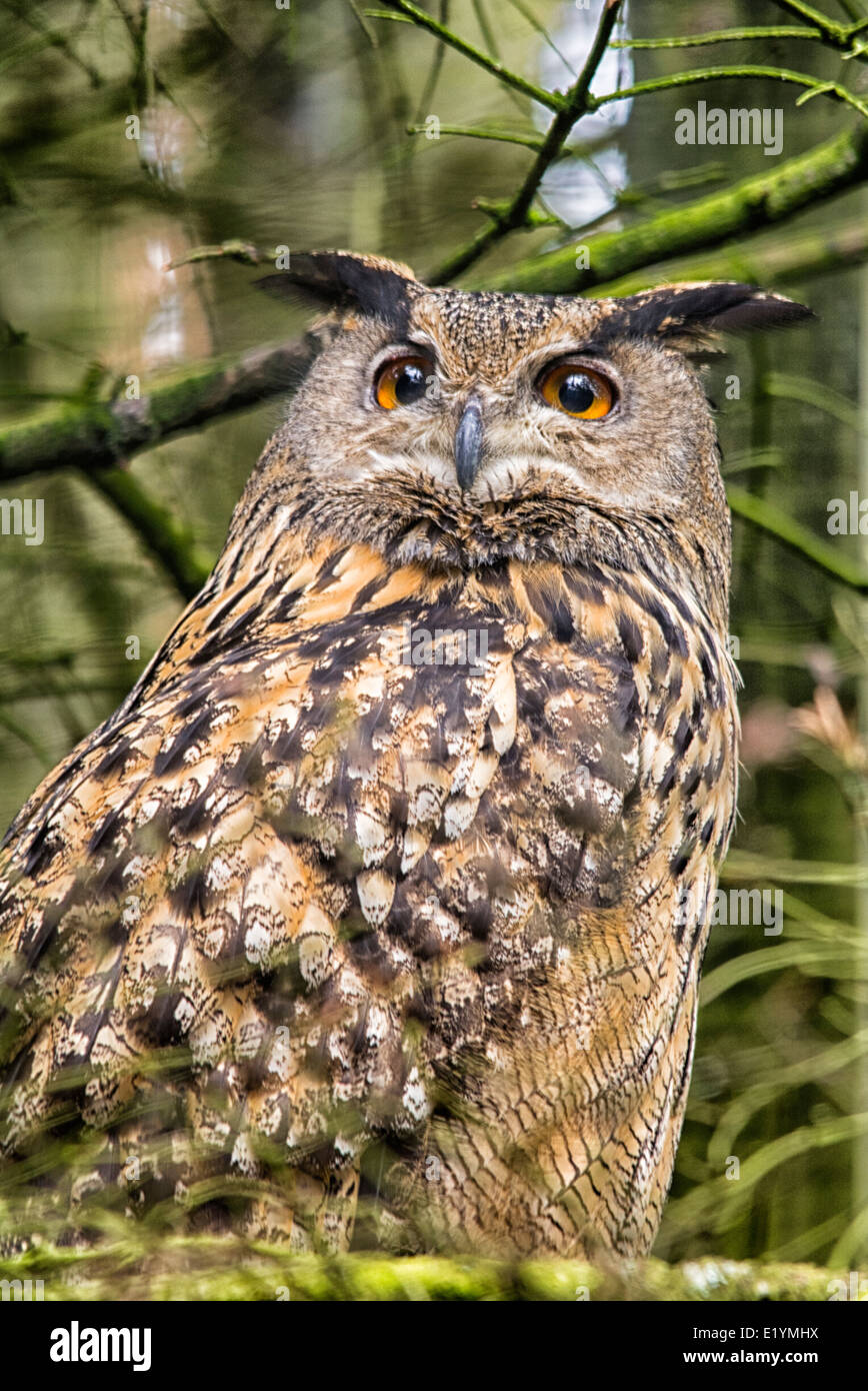 European Eagle Owl Stock Photo - Alamy