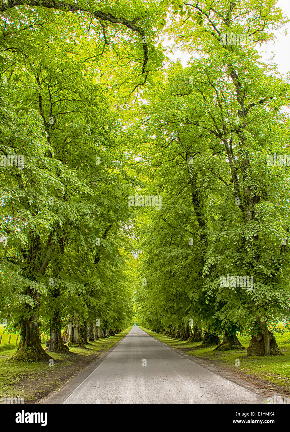 Spring avenue hi-res stock photography and images - Alamy