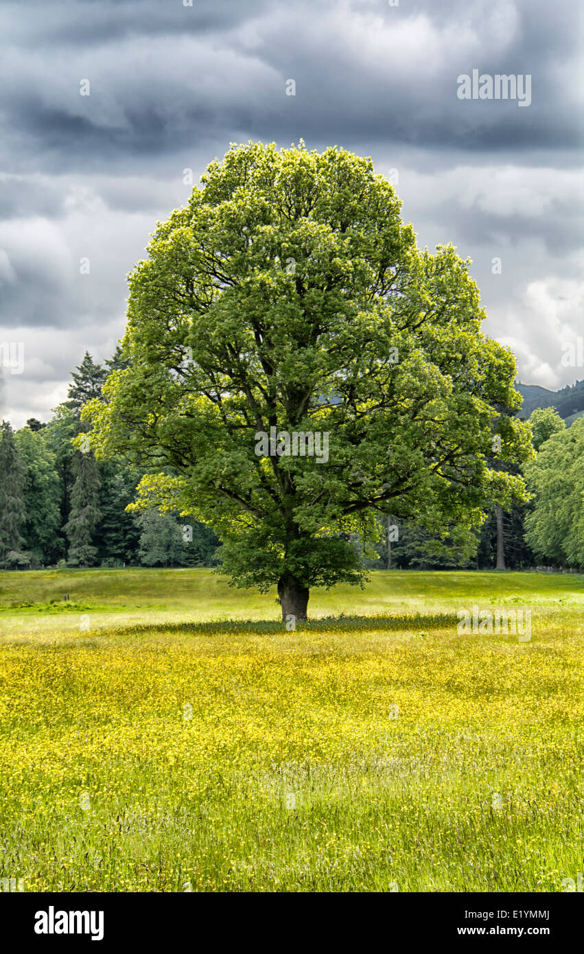 The Lone Tree Stock Photo - Alamy