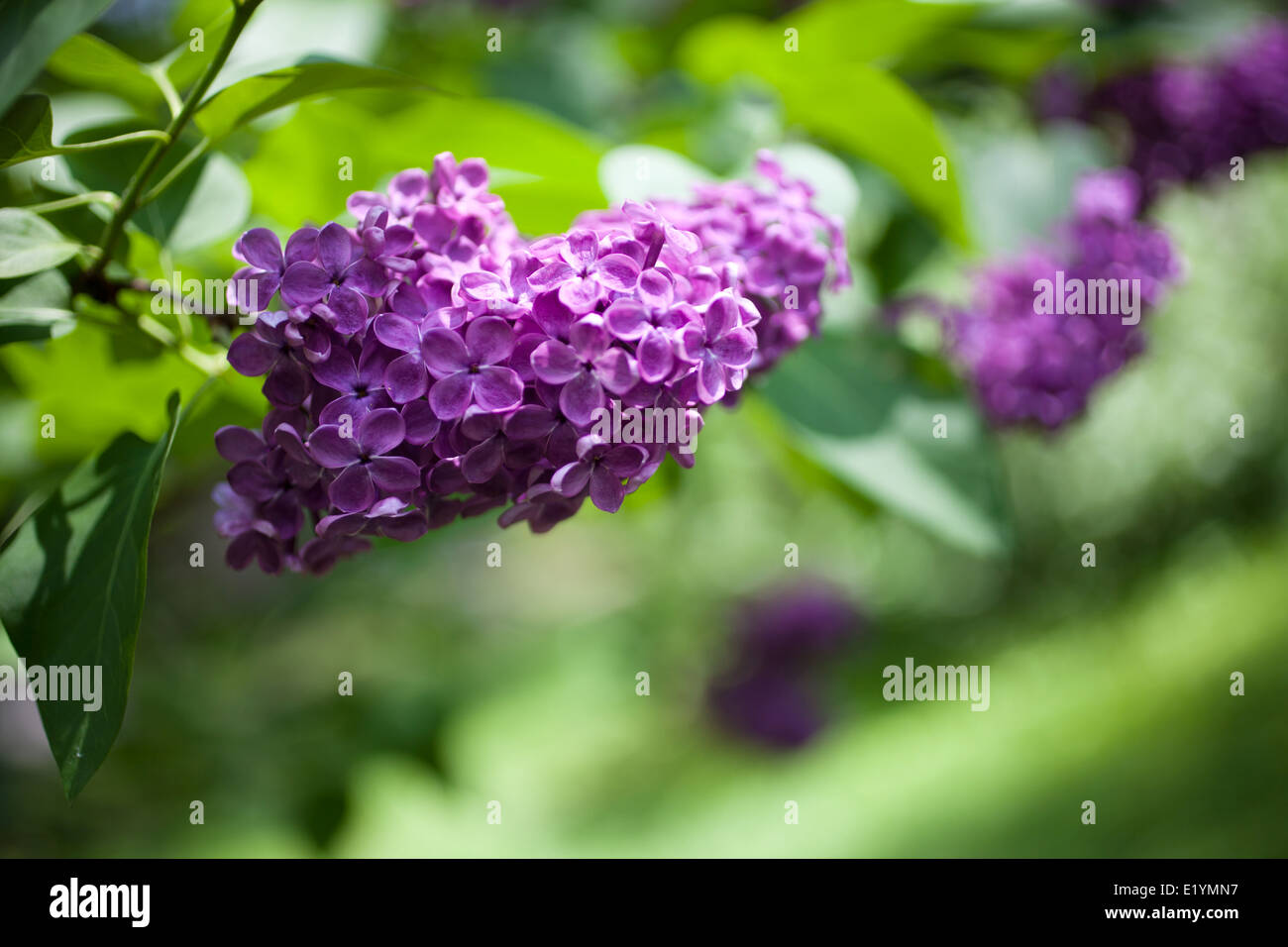 Close up of lilac tree Stock Photo - Alamy
