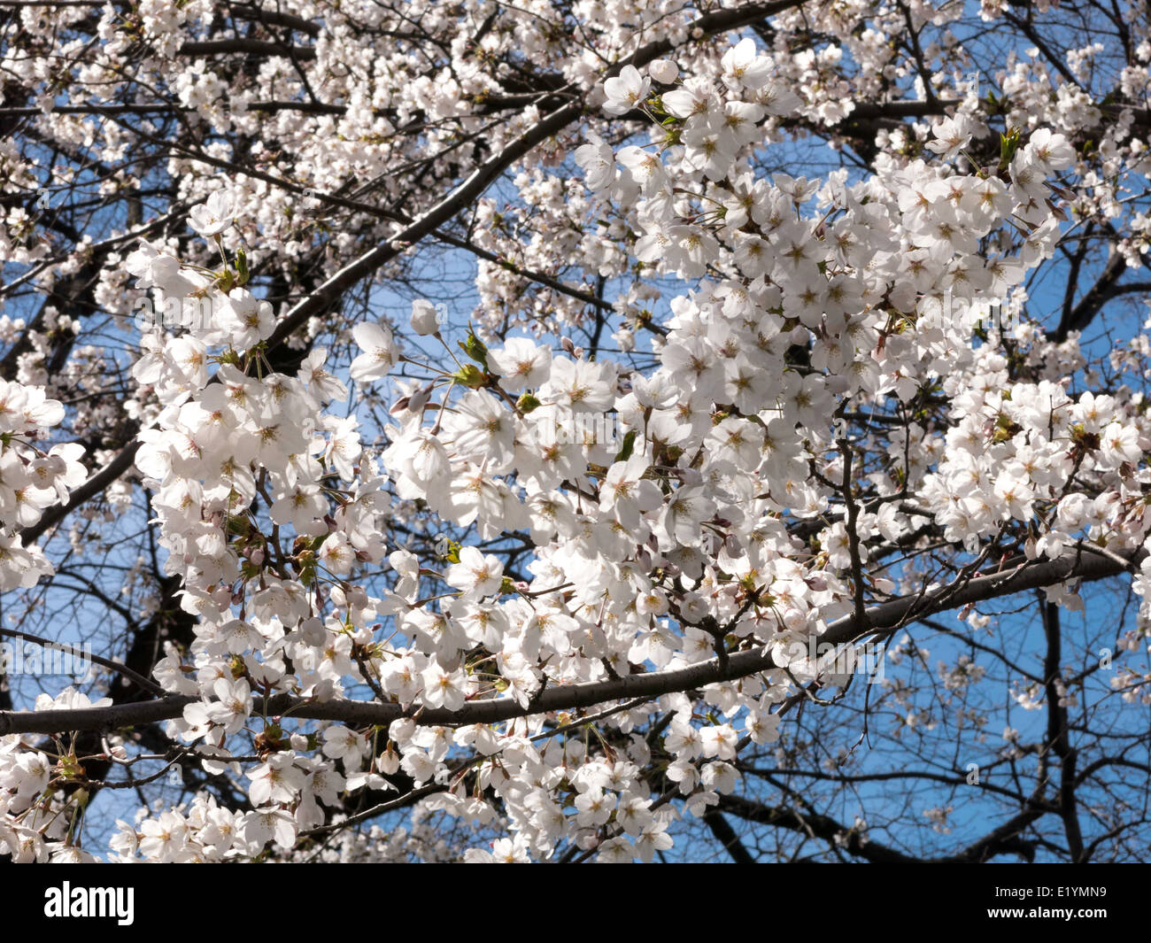 Blossoming tree city hi-res stock photography and images - Alamy