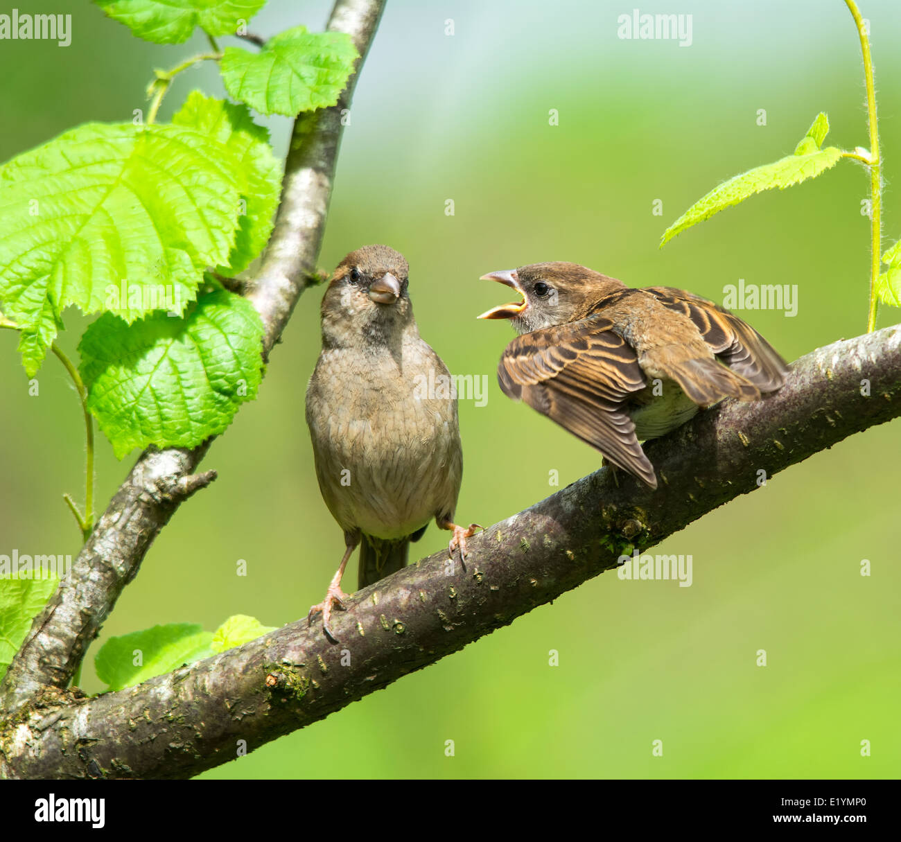 Juvenile house sparrows hi-res stock photography and images - Alamy