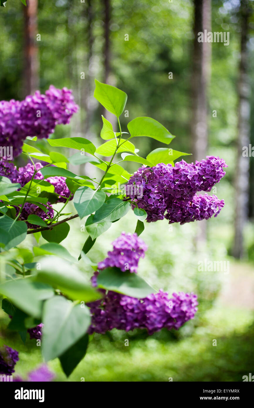 Close up of lilac tree Stock Photo - Alamy