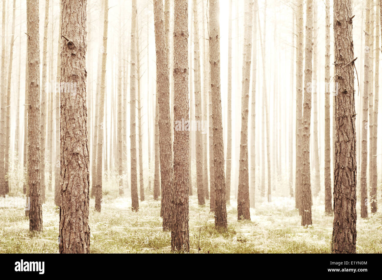 Tree trees morning nature misty woods hi-res stock photography and ...
