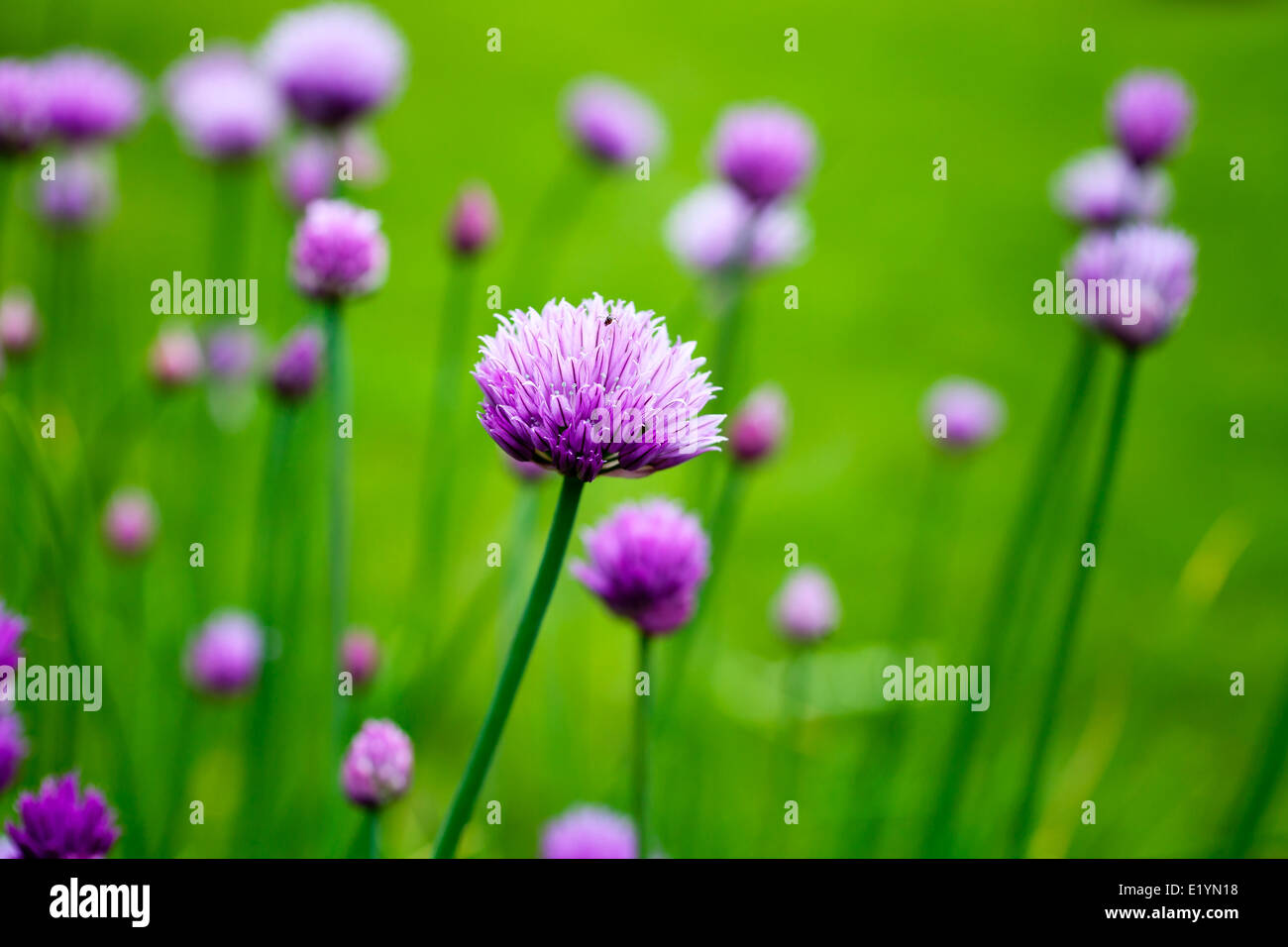 Pretty chives hi-res stock photography and images - Alamy