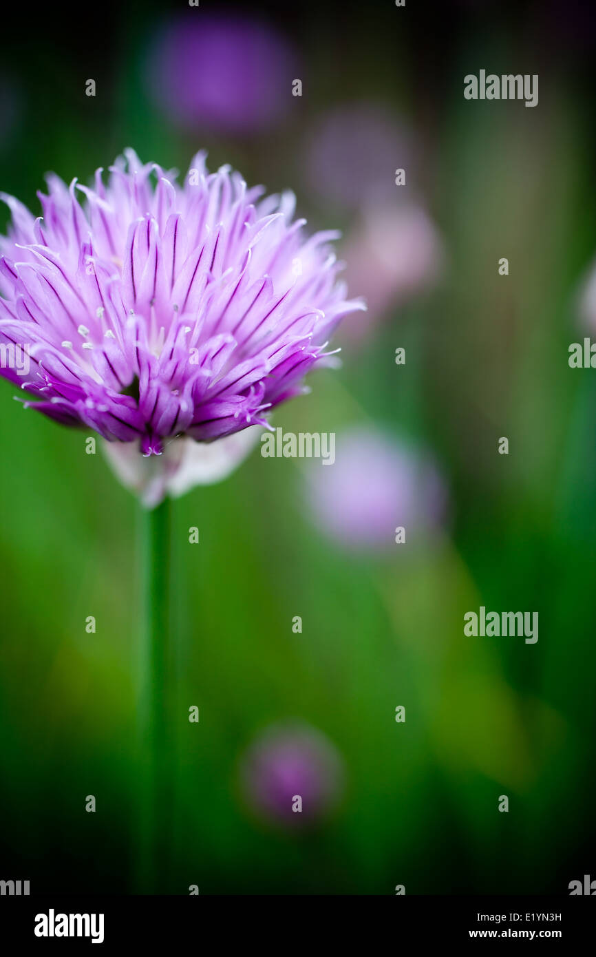 Pretty chives hi-res stock photography and images - Alamy