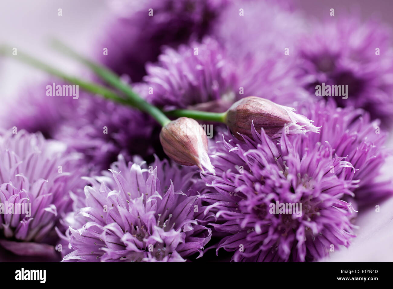 Pretty chives hi-res stock photography and images - Alamy