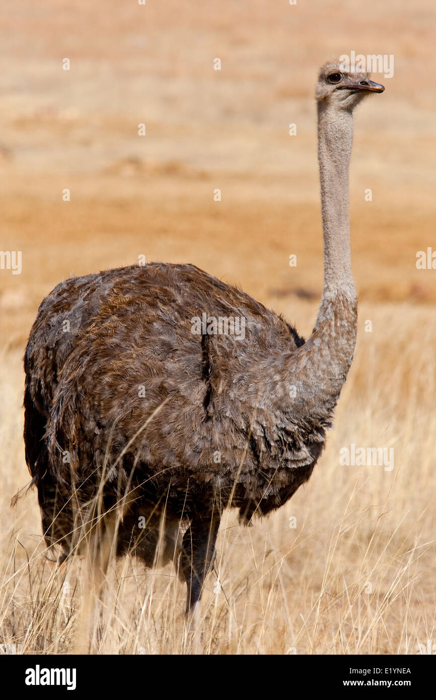 female ostrich or common ostrich ( Struthio camelus ), Krugersdorp game ...