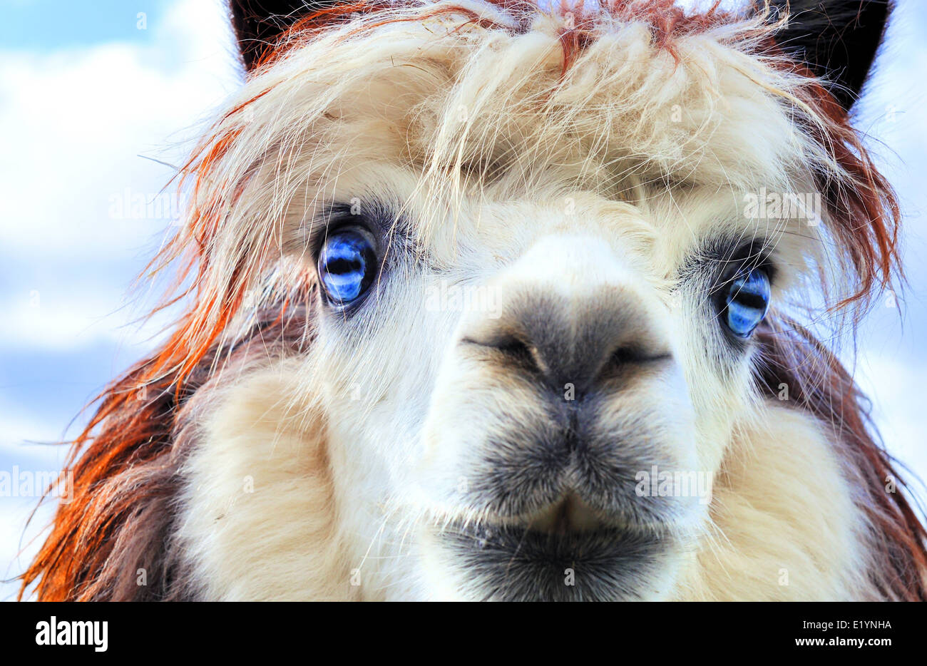 Alpaca teeth hi-res stock photography and images - Alamy