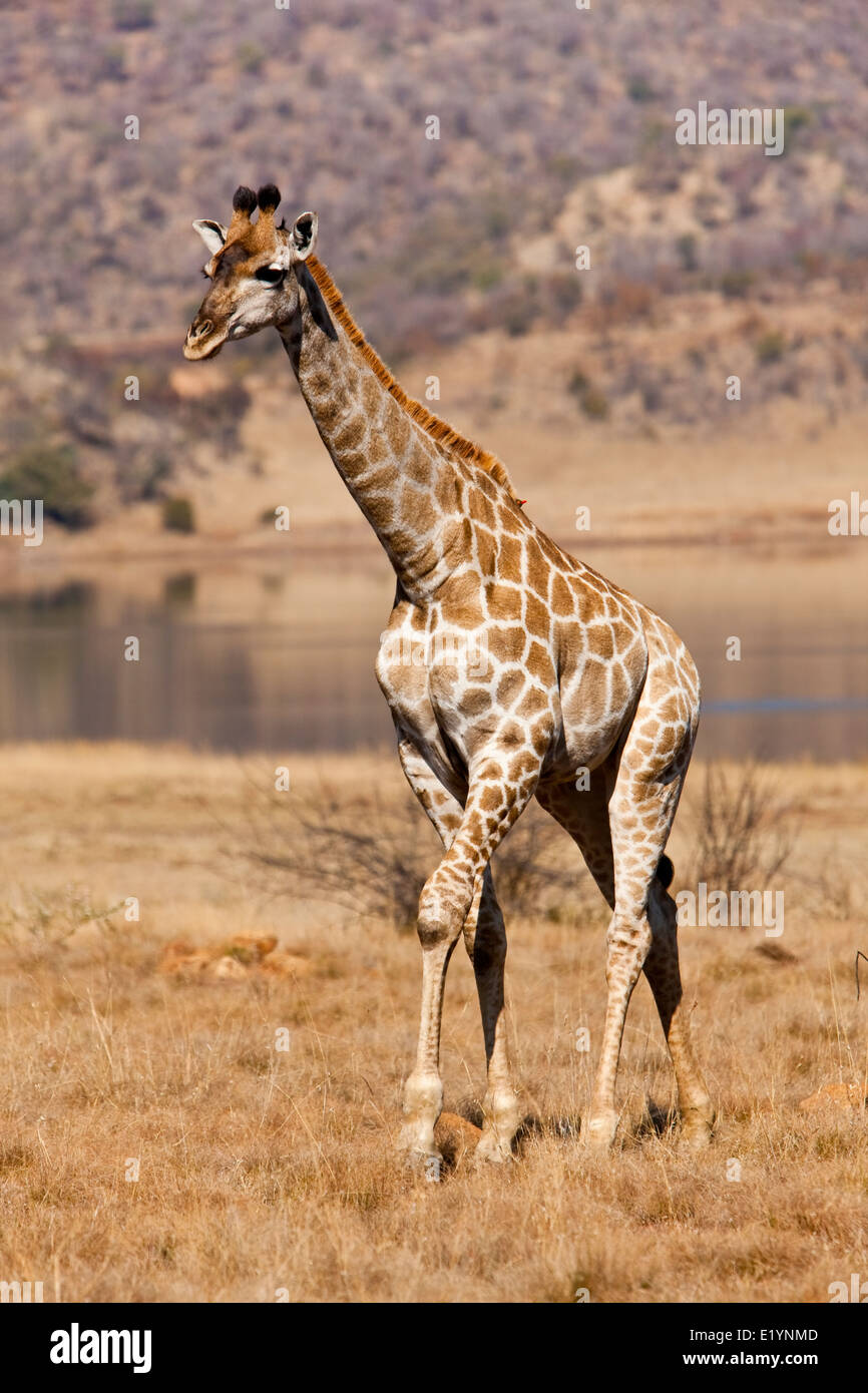 Giraffe (Giraffa camelopardalis Stock Photo - Alamy