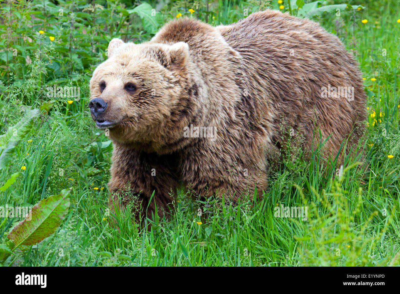 Brown bear running hi-res stock photography and images - Alamy