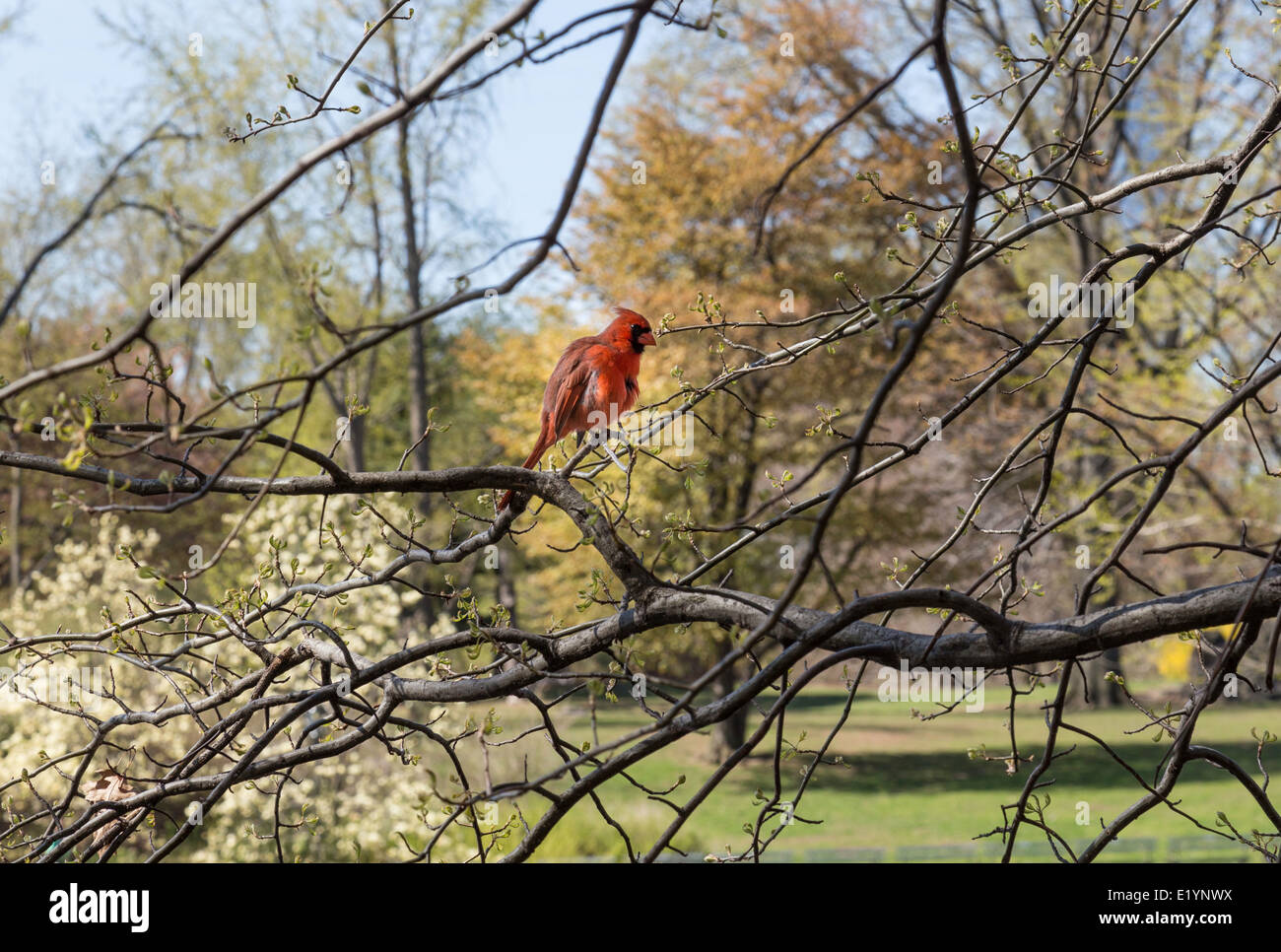 Cardinal Songbird, Central Park, Springtime, NYC USA Stock Photo - Alamy