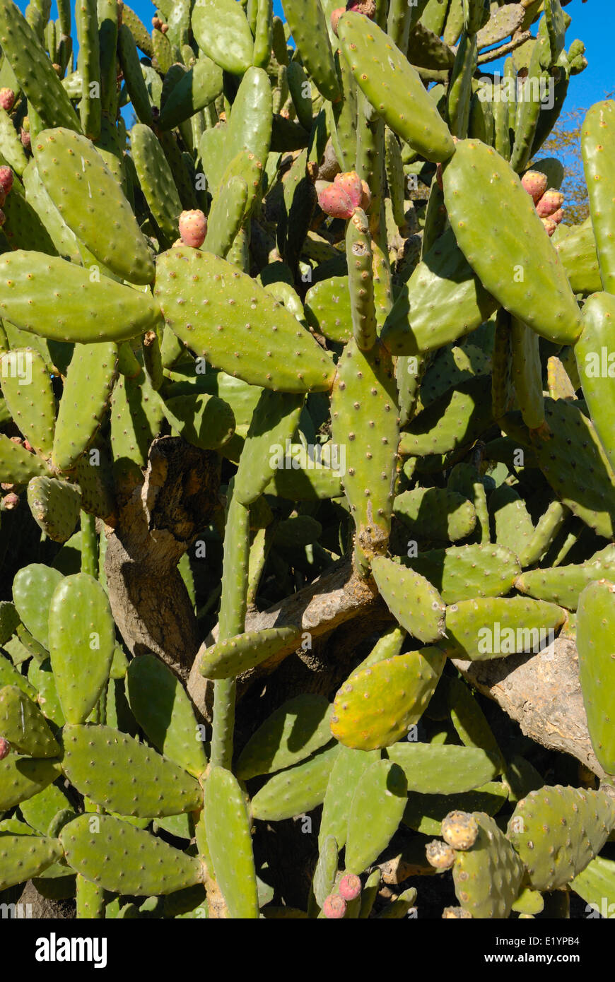 Outdoor nopales hi-res stock photography and images - Alamy