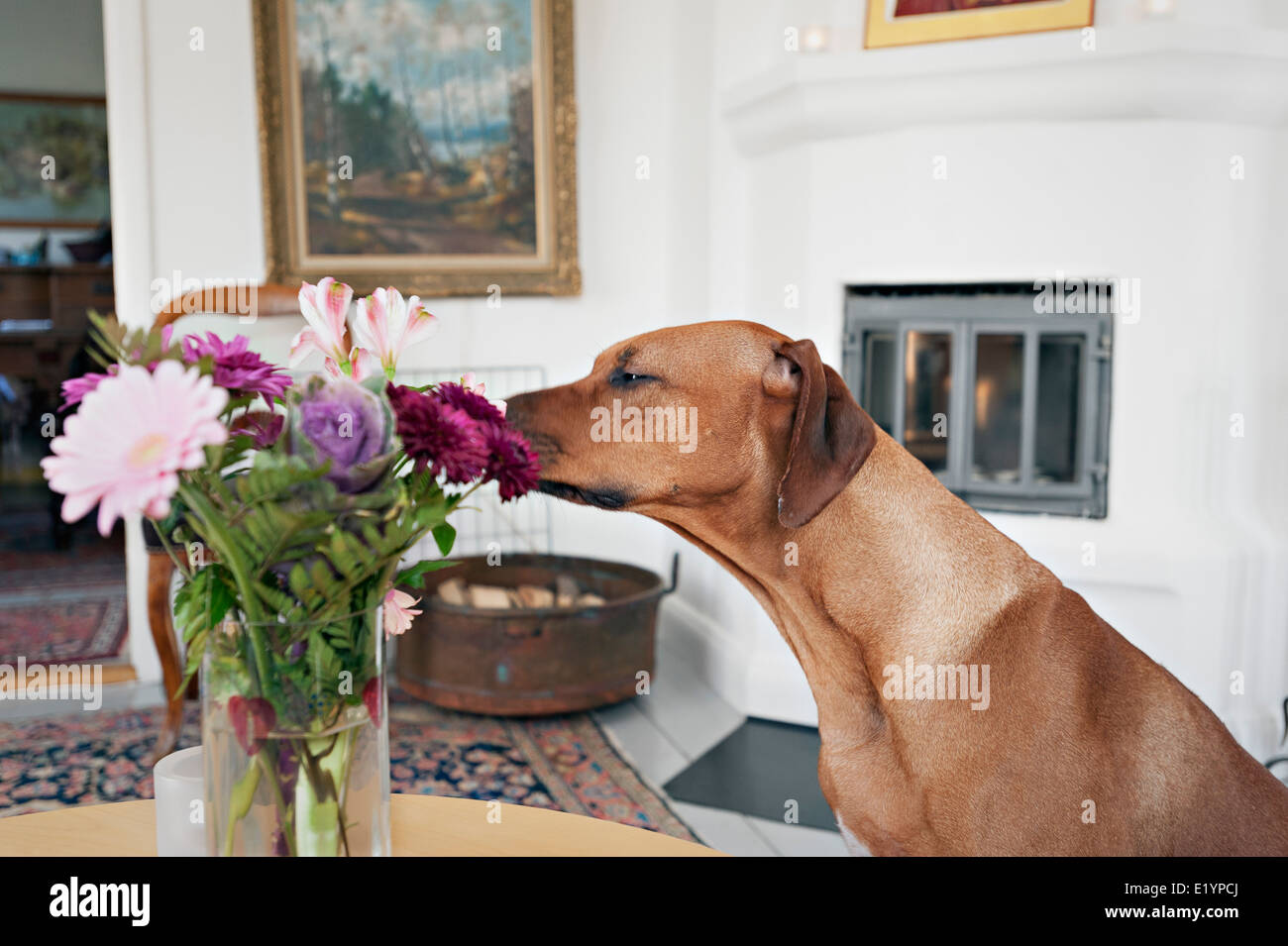 Rhodesian Ridgeback Eyes High Resolution Stock Photography and Images ...