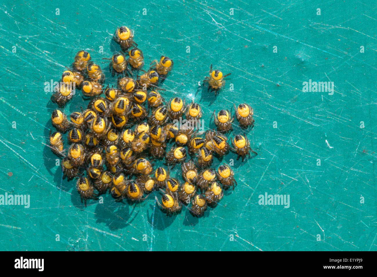 Spiders background hi-res stock photography and images - Alamy
