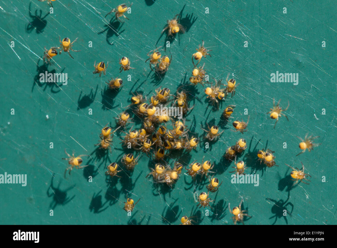 Baby spiders hi-res stock photography and images - Alamy