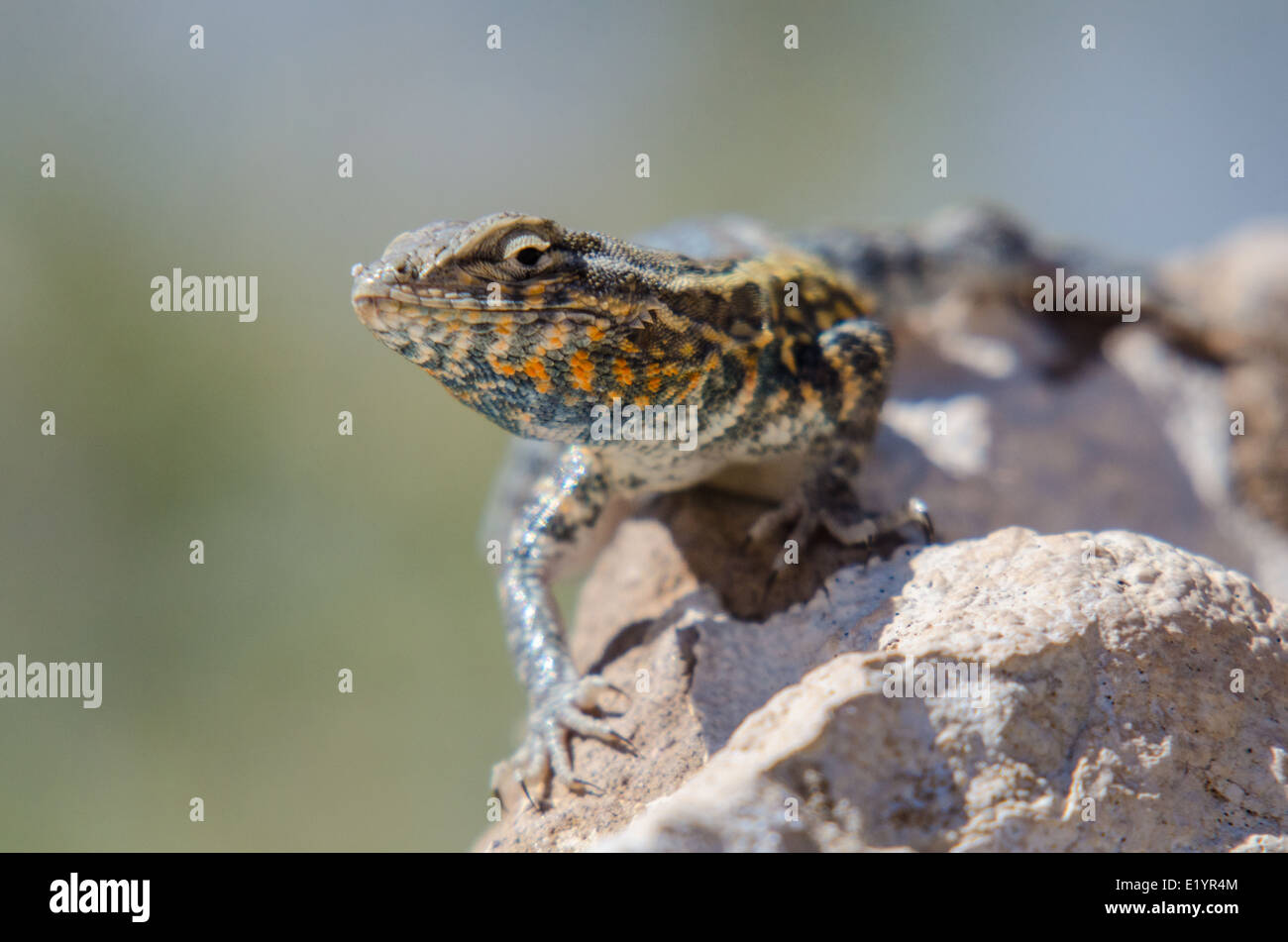 Uta stansburiana stejnegeri hi-res stock photography and images - Alamy