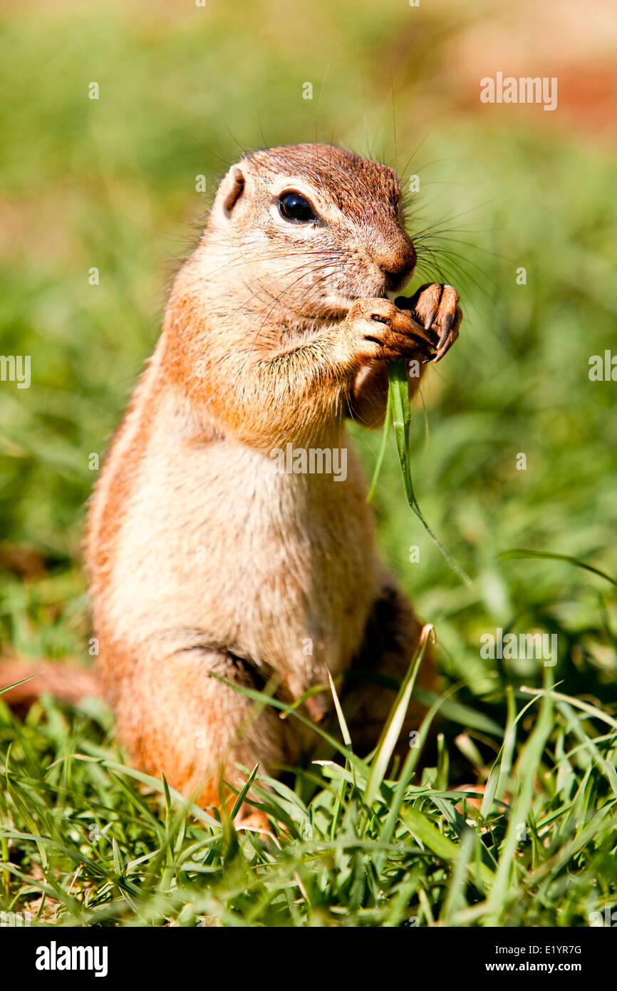 Cape ground squirrel (Xerus inauris Stock Photo - Alamy