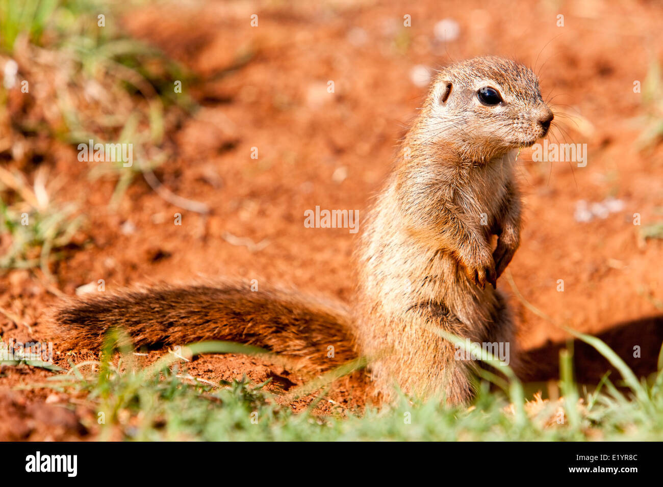 Xerus inauris hi-res stock photography and images - Alamy