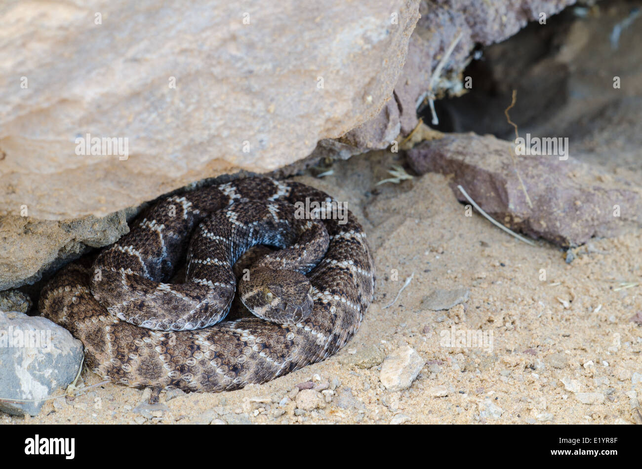 Western Diamond-backed Rattlesnake, (Crotalus atrox), coiled outside of ...