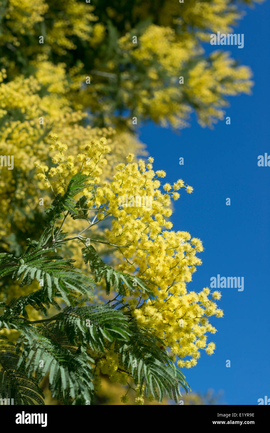 acacia mimosa trees in flower, Monchique, Algarve, Portugal Stock Photo ...